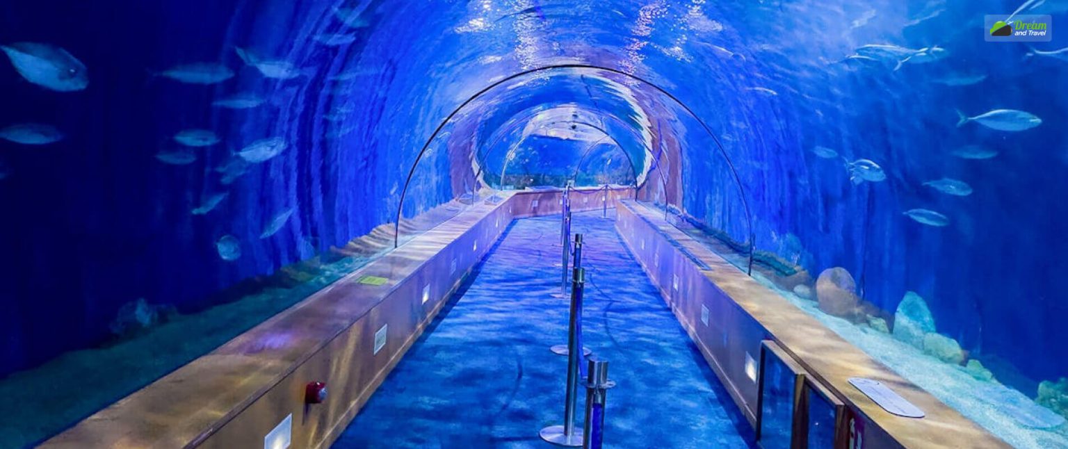 Do You Want To Know Which One Is The Largest Aquarium In The World?